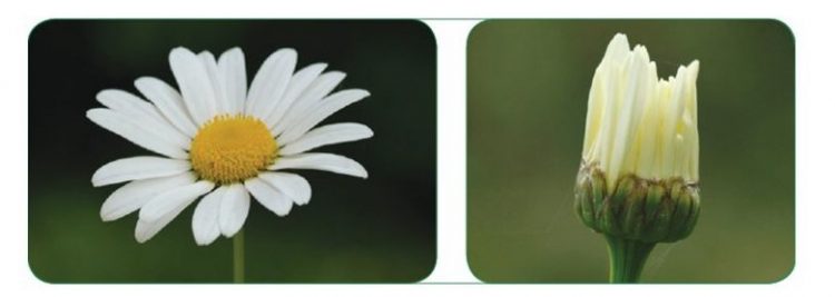 Control and Coordination in Plants - Types of Movements - Entri Blog