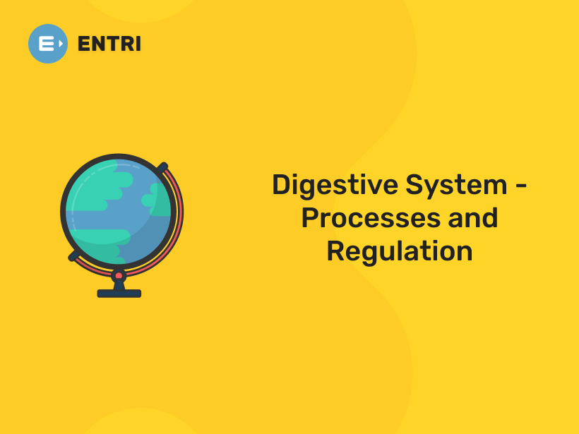 Digestive System - Processes and Regulation - Entri Blog