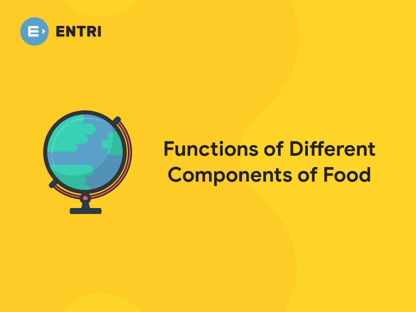 Functions of Different Components of Food - Entri Blog